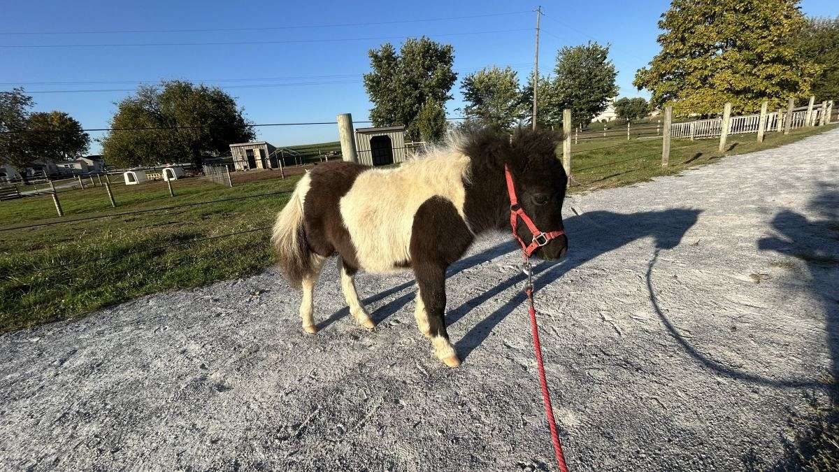Bella, Adorable Mini Filly for Sale