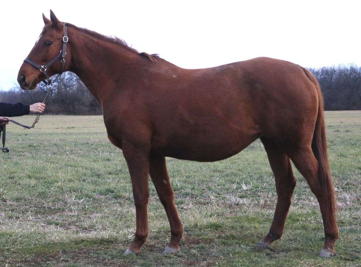 Thoroughbred Broodmare by Candy Ride Lexington Ky