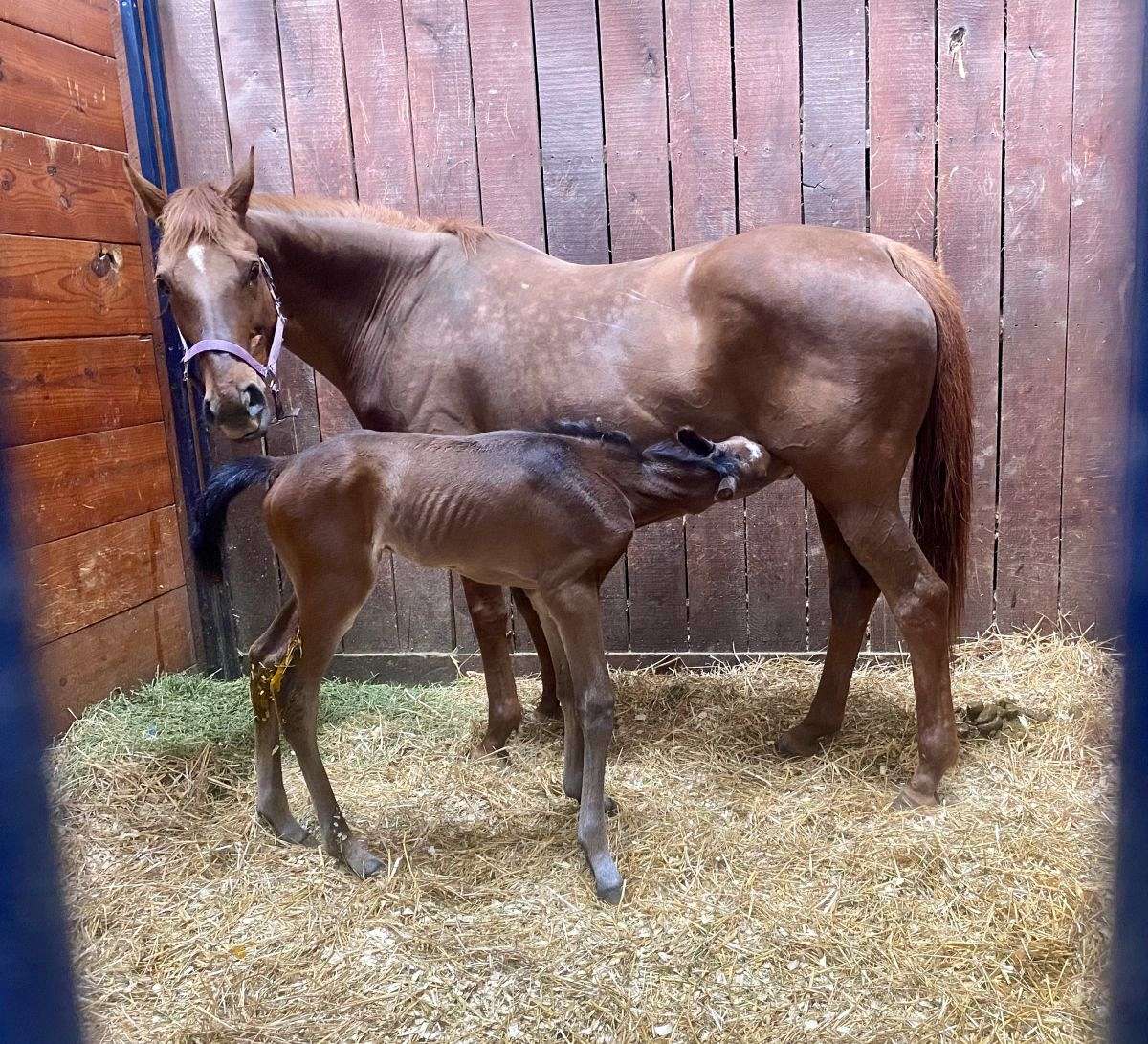 Thoroughbred Broodmare by Candy Ride Lexington Ky