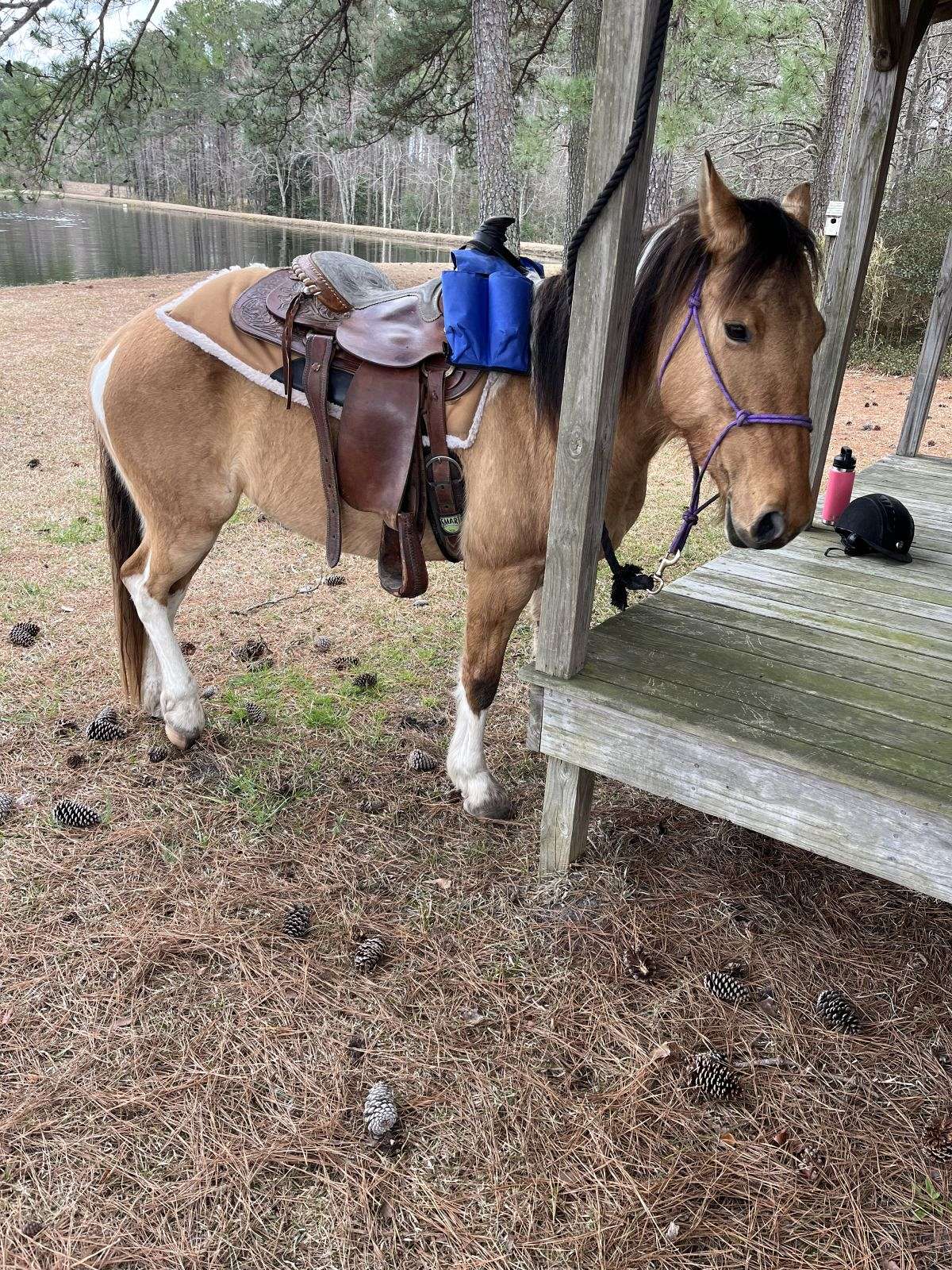 Mojave's Gypsy Willow - Registered Friesian Cross Mare