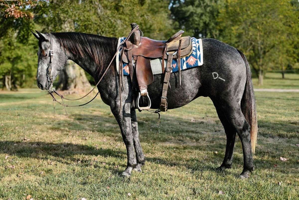 Steel – Solid Trail, Ranch & Arena Gelding | AQHA Registered