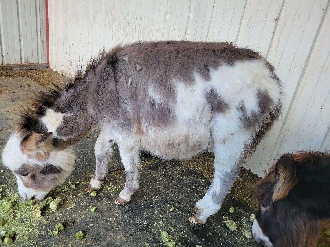 Seven Month Old Male Jack Miniature Donkey