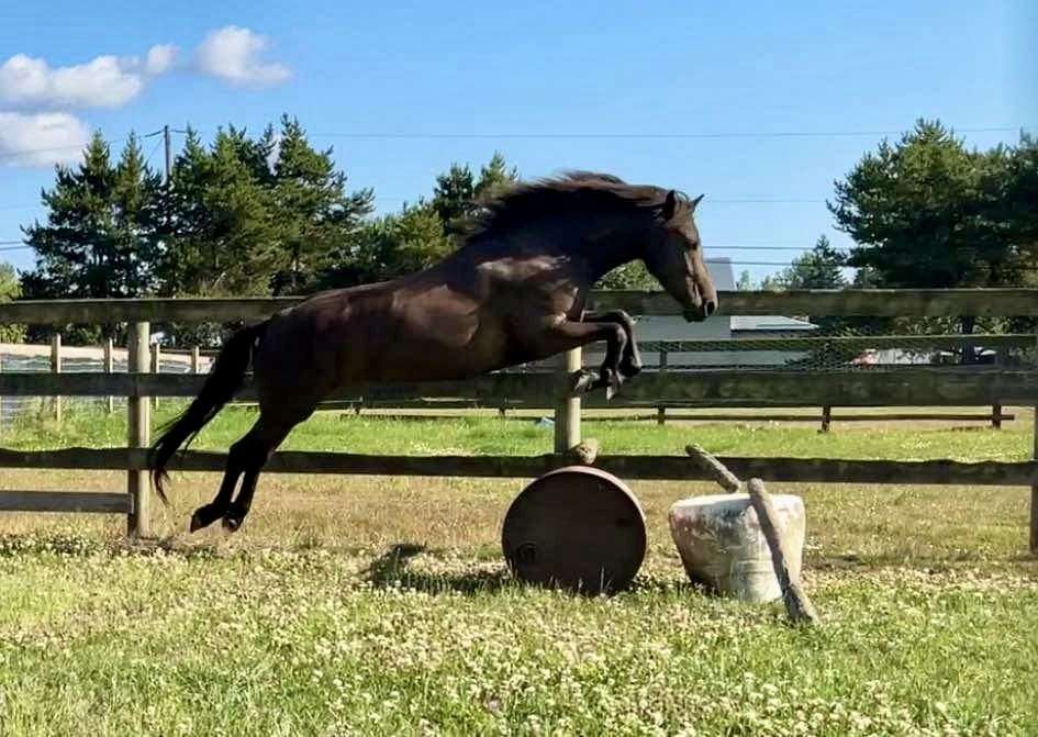 Beautiful Friesian Welsh Cross Filly