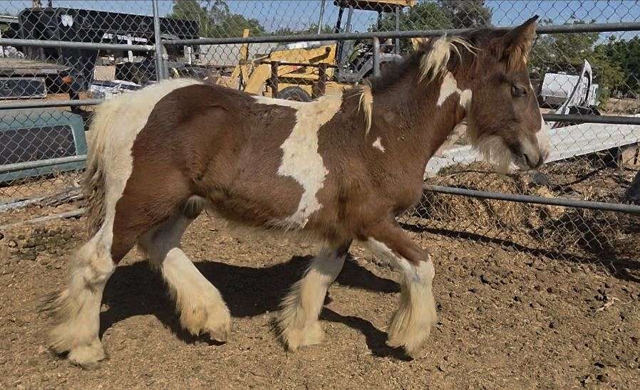 Gypsy Vanner Filly