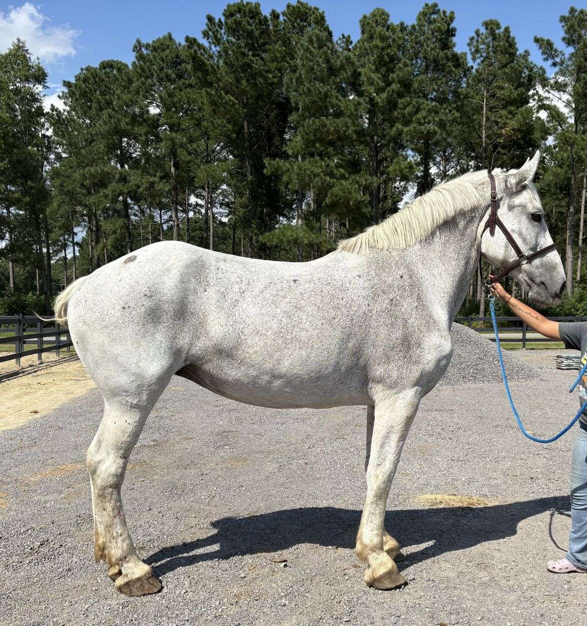Grey Percheron Mare