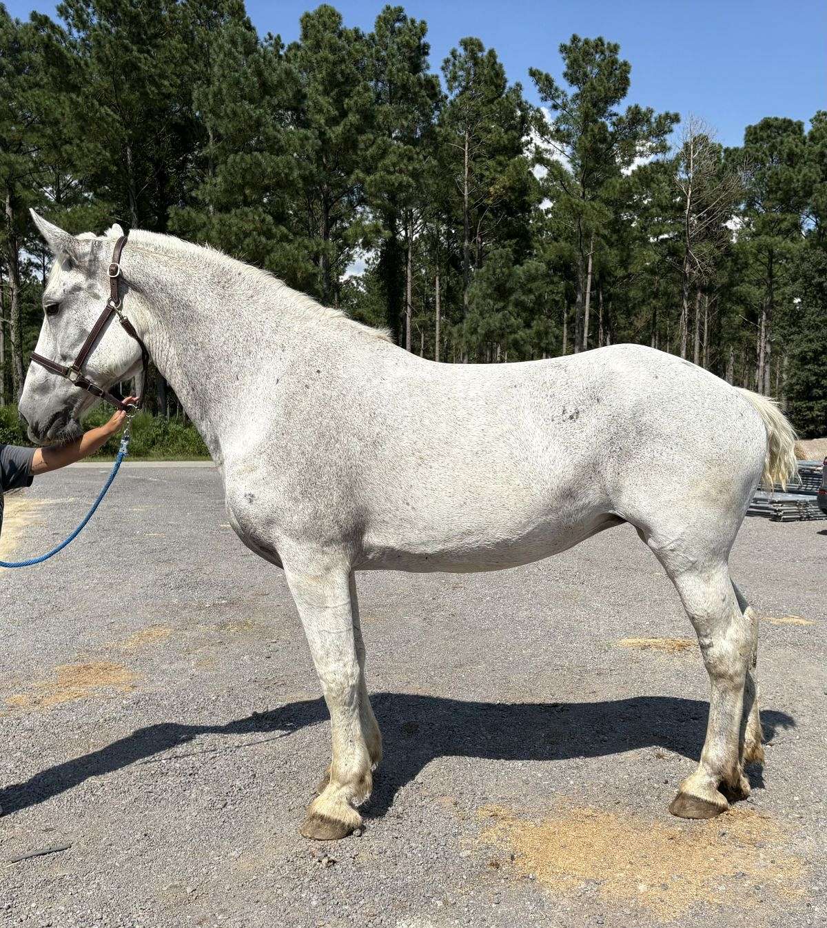Grey Percheron Mare