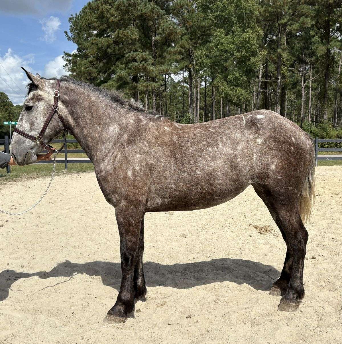 Gentle Percheron Mare
