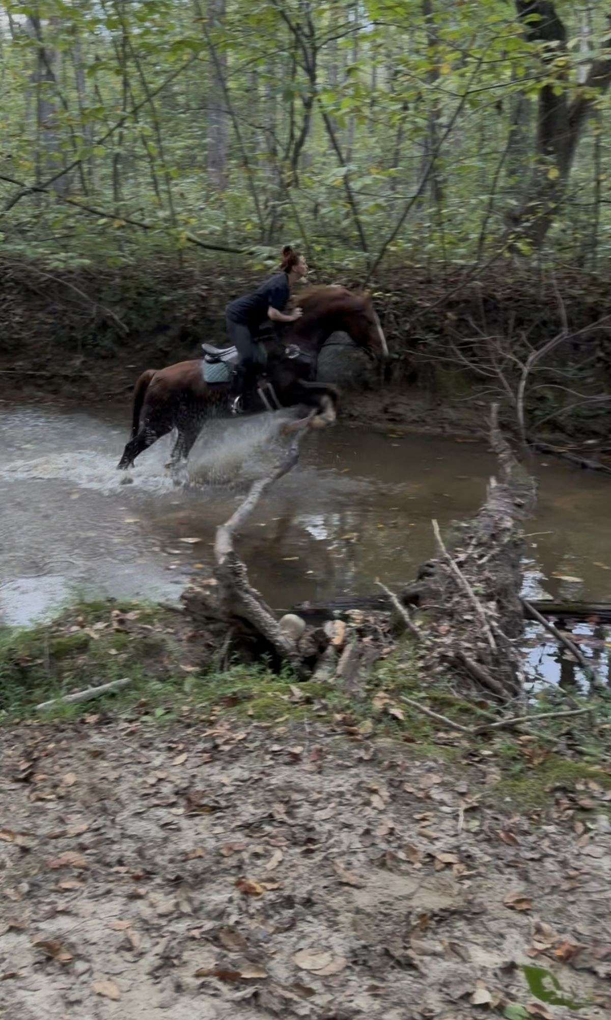 Gorgeous All-Around Gelding