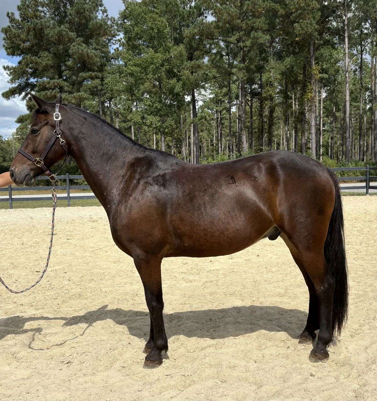 Nice Morgan Gelding