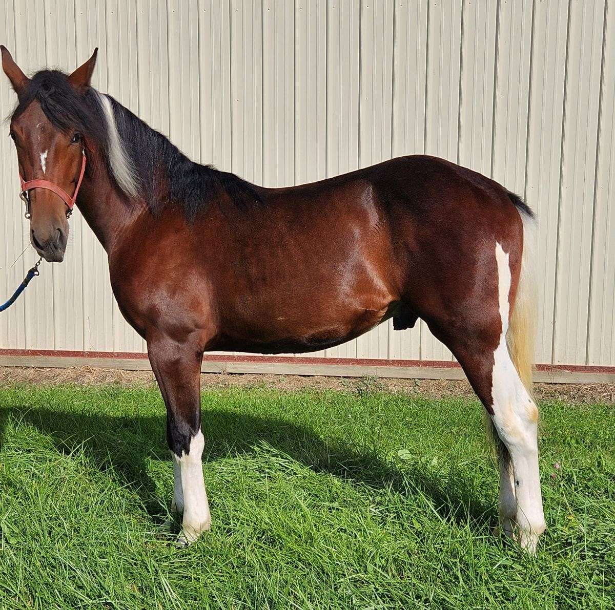 Yearling NASDHA Tricolor Gelding