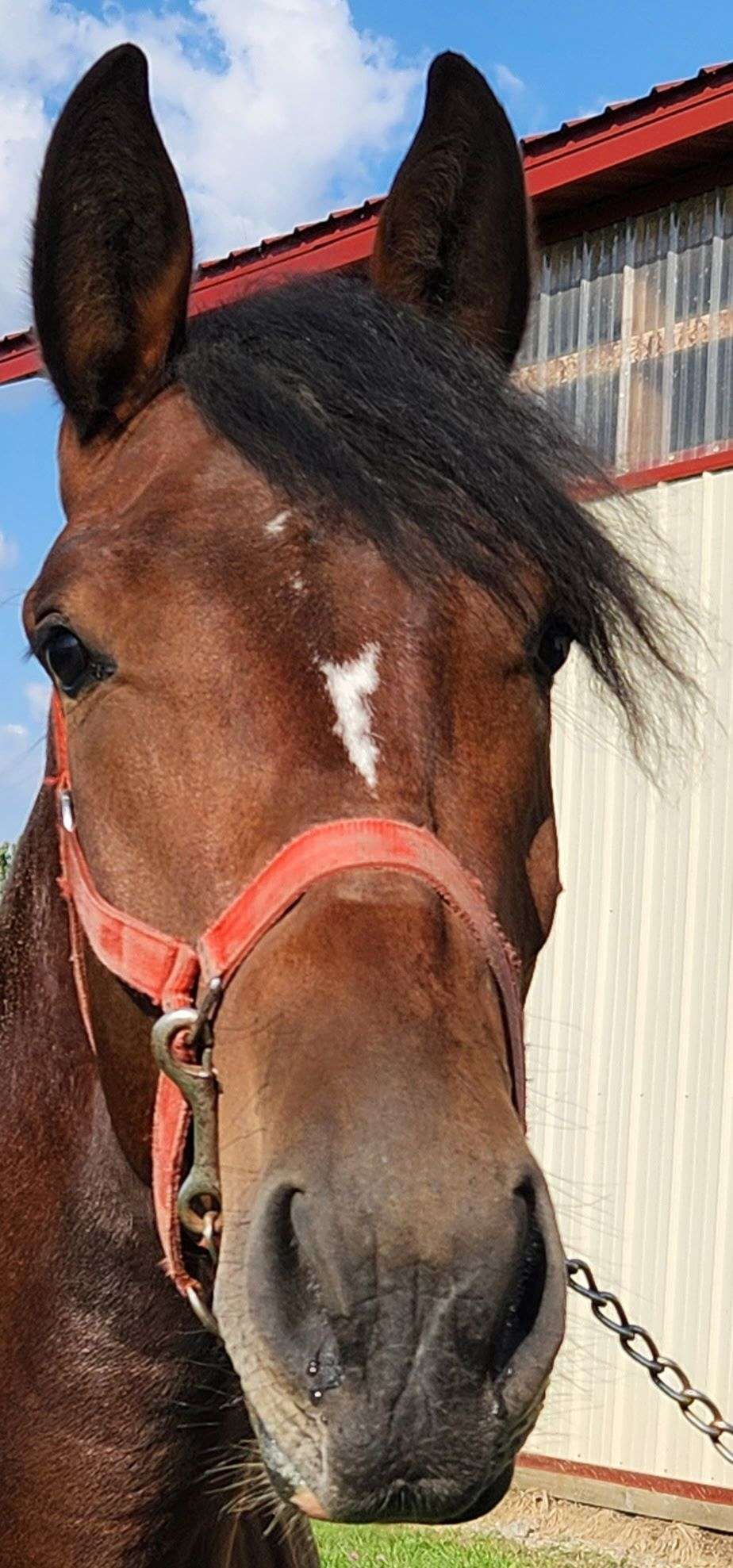 Yearling NASDHA Tricolor Gelding