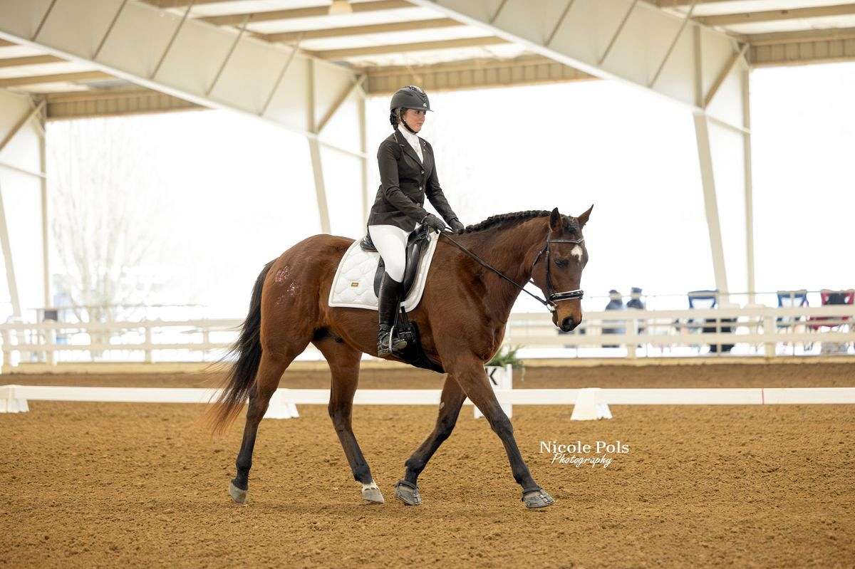 2020 OTTB Gelding