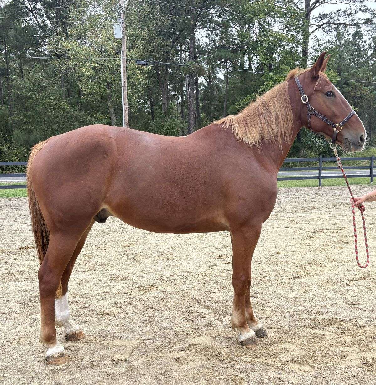 Gentle Gaited Gelding