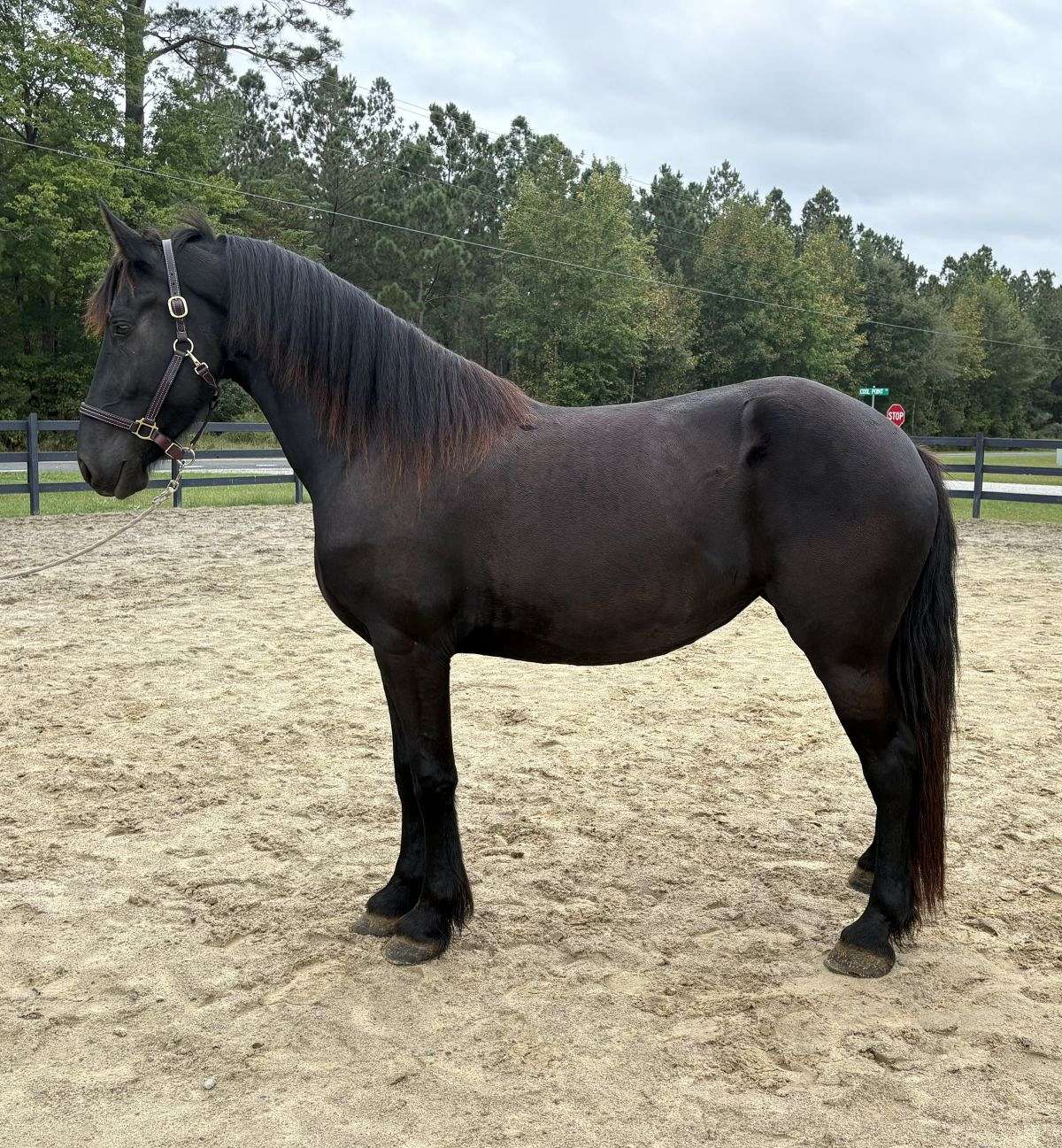 Pretty Friesian Mare
