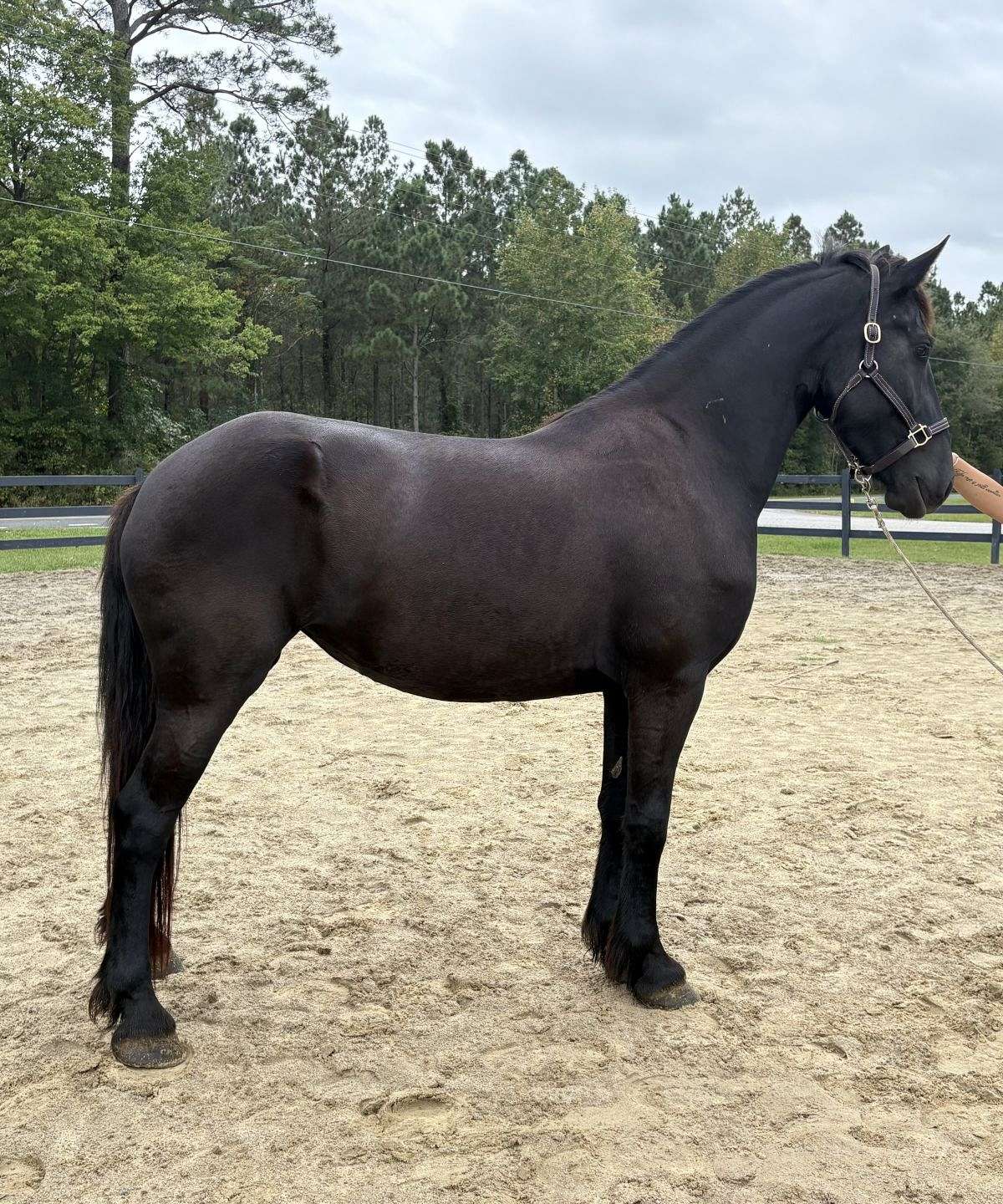 Pretty Friesian Mare