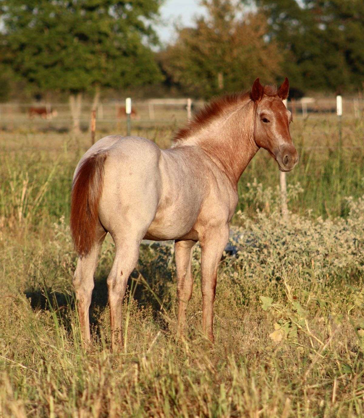 Stunning 2025 AQHA Red Roan Filly