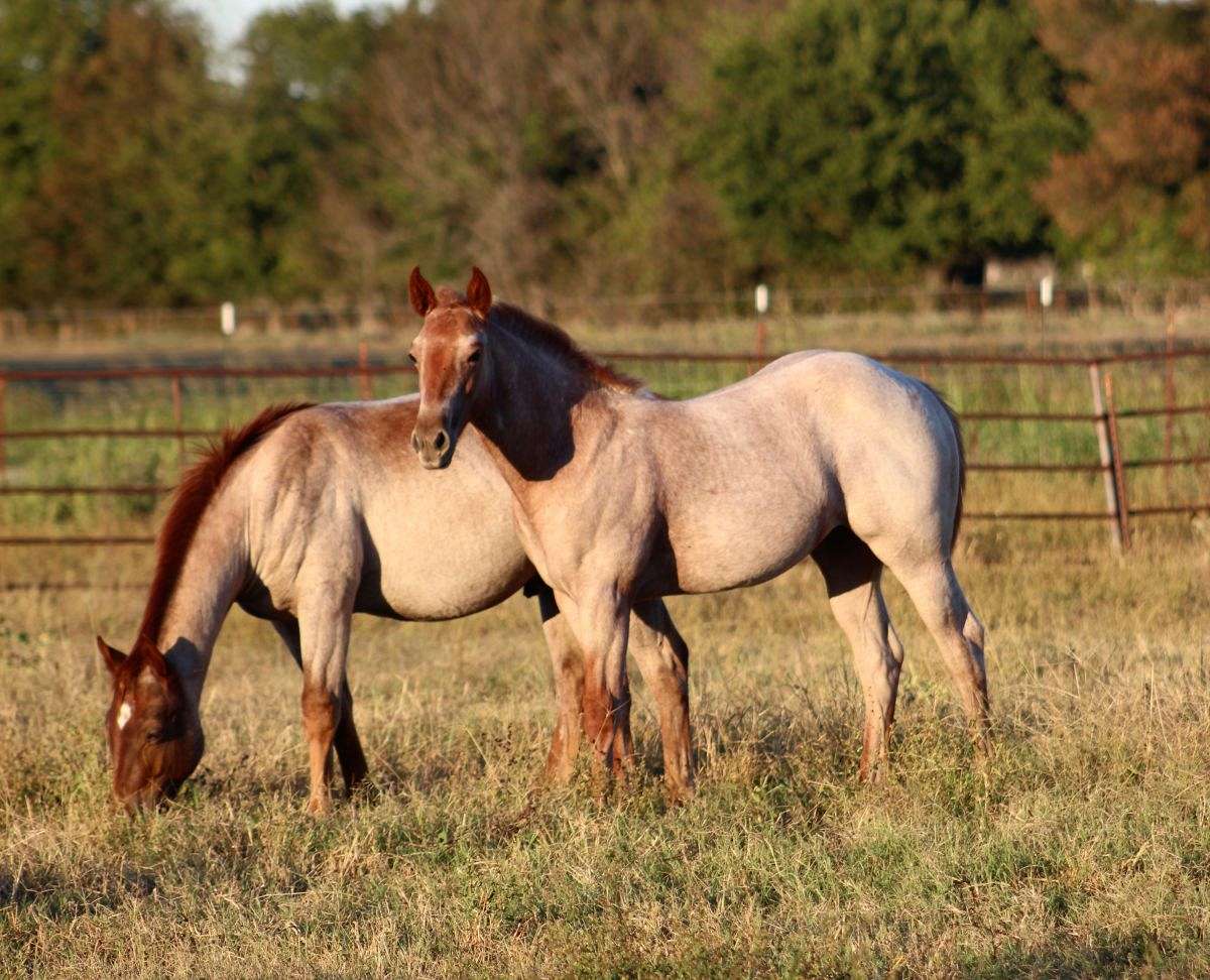 Stunning 2025 AQHA Red Roan Filly
