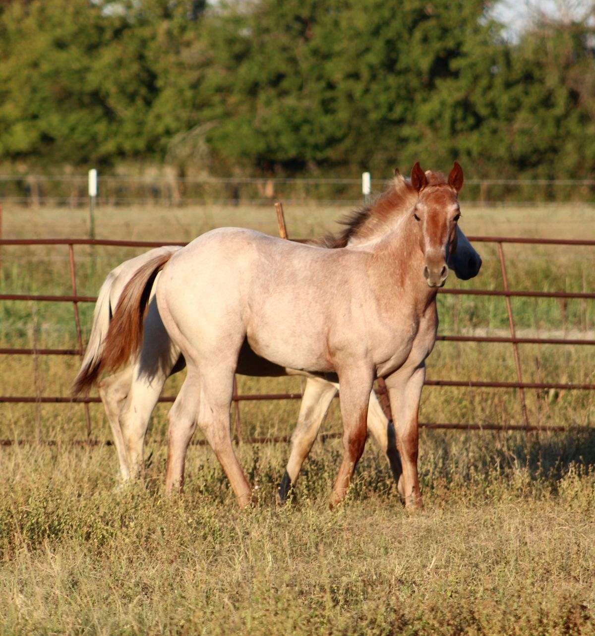 Stunning 2025 AQHA Red Roan Filly