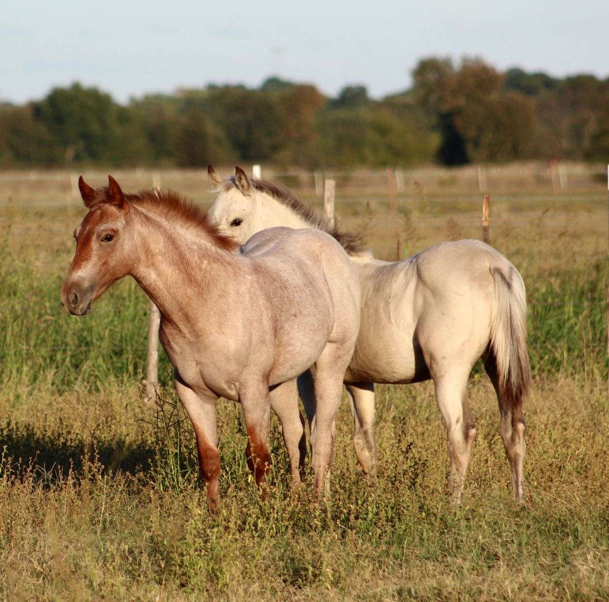 Stunning 2025 AQHA Red Roan Filly