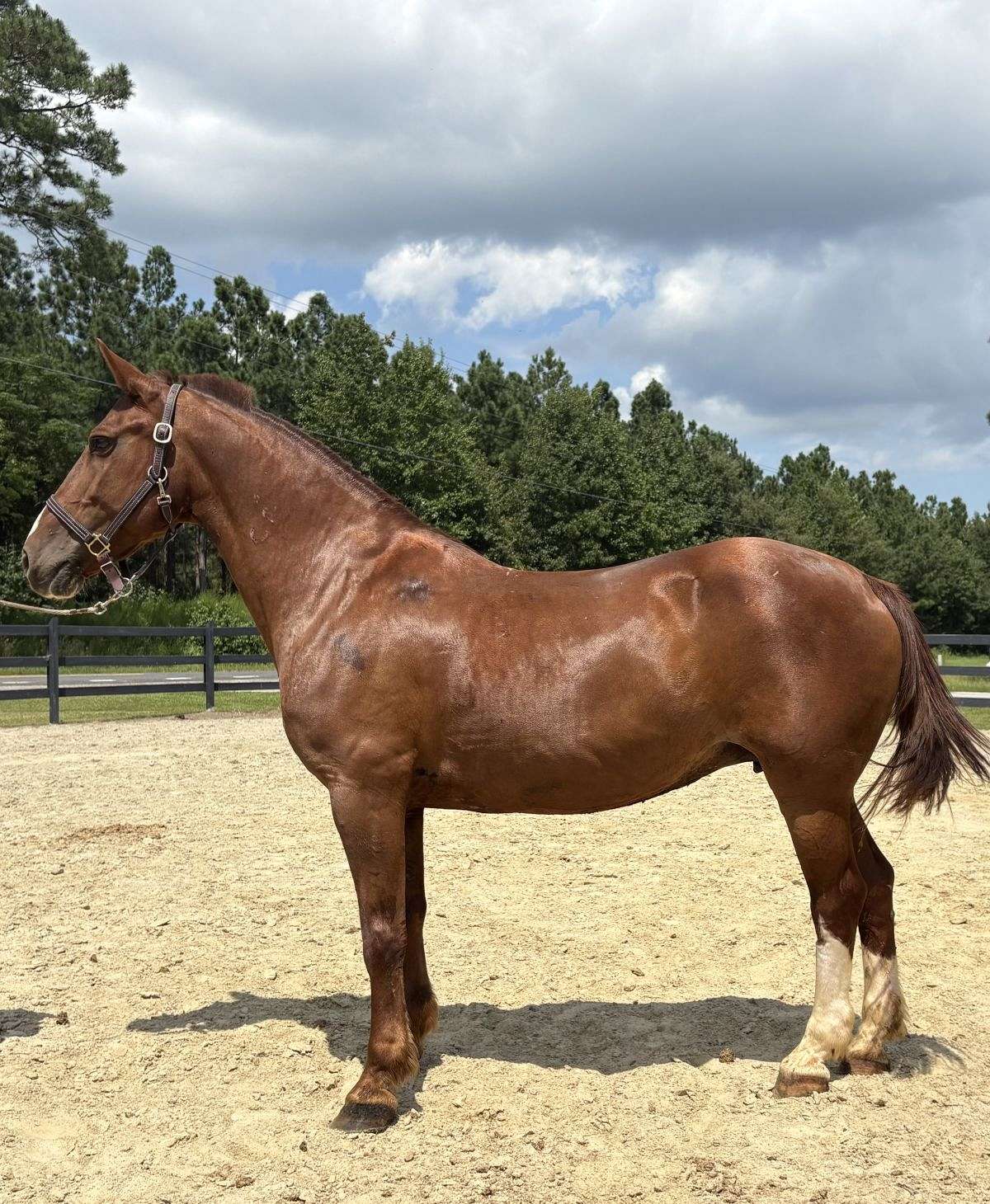 Sorrel Belgian Cross