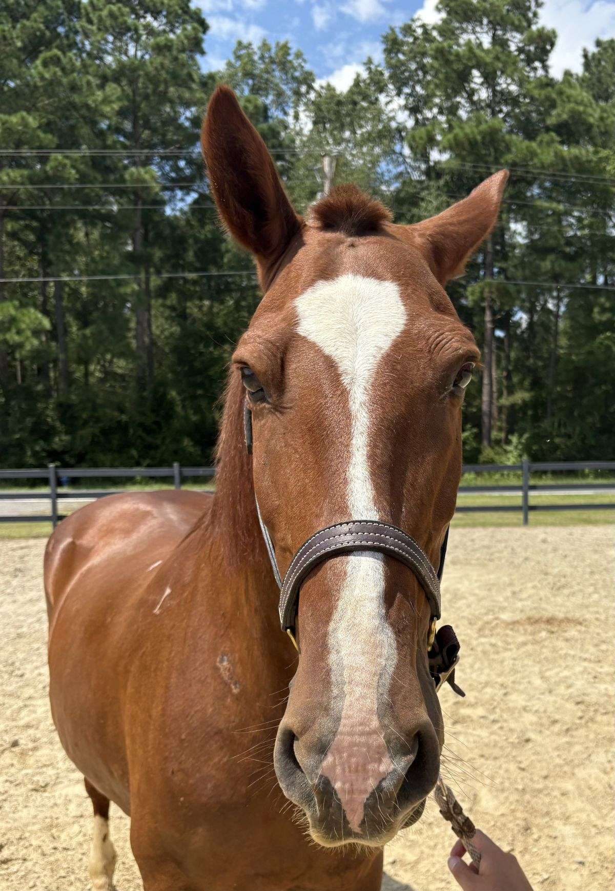 Sorrel Belgian Cross