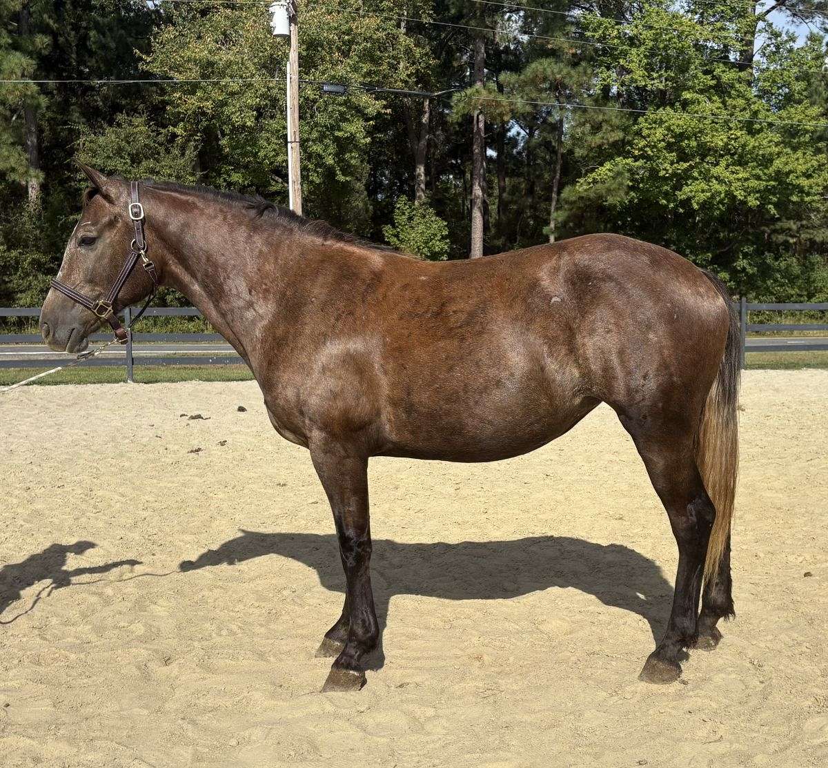 Grey QH Mare