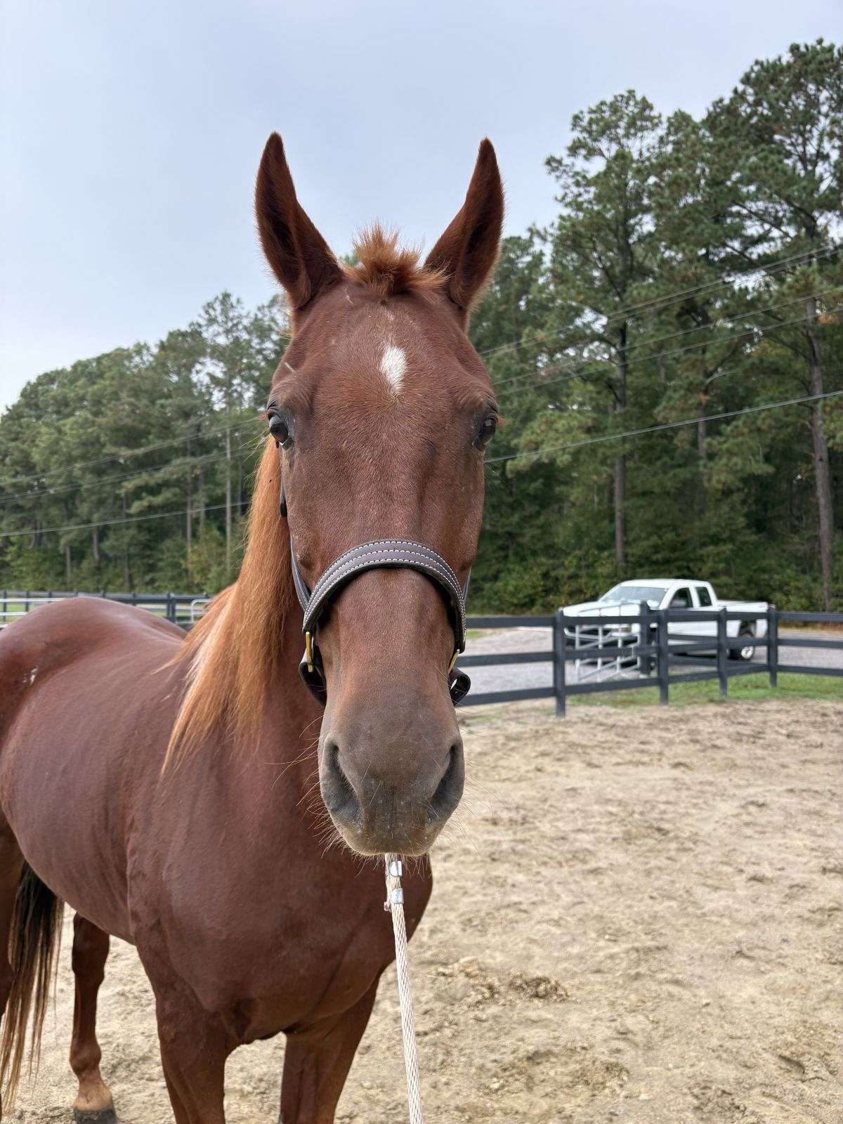 Sorrel Saddlebred Gelding