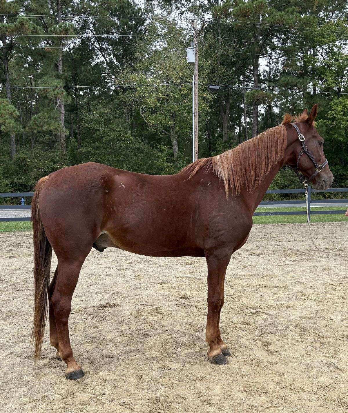 Sorrel Saddlebred Gelding