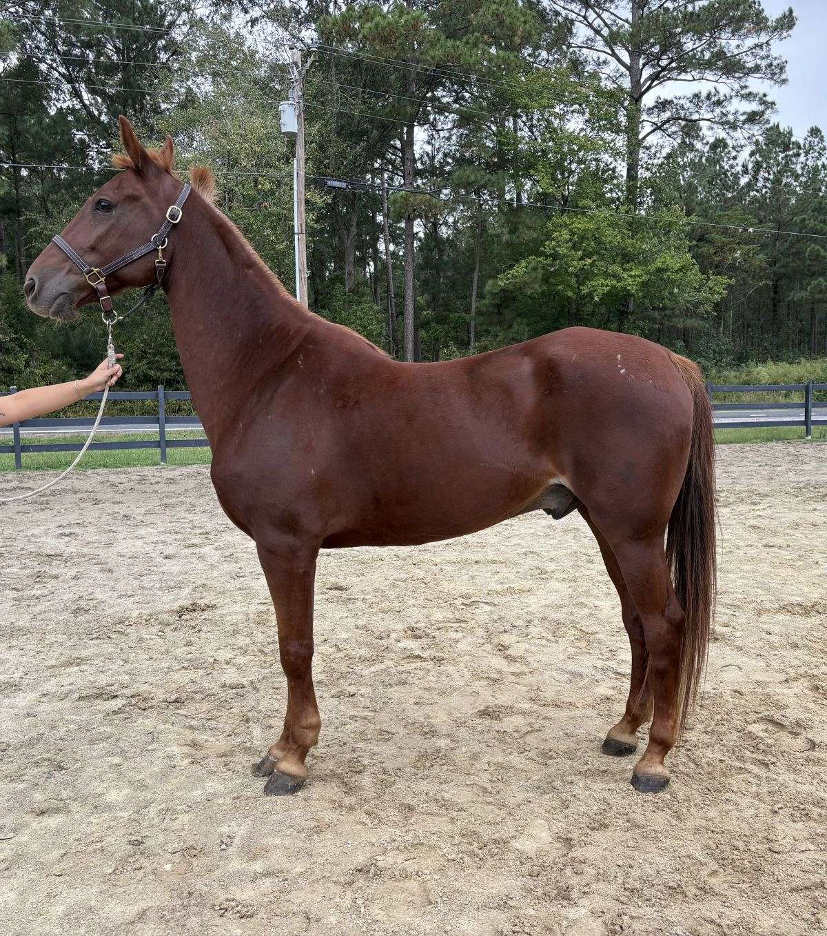 Sorrel Saddlebred Gelding