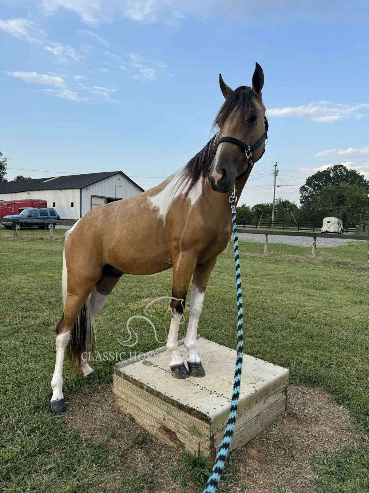 Buckskin Gaited Trail Spotted Saddle Horse