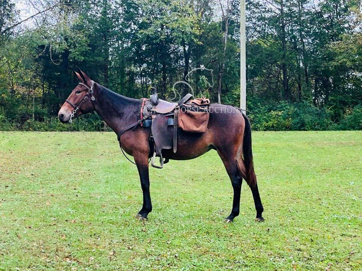 Smutty Buckskin Molly Mule