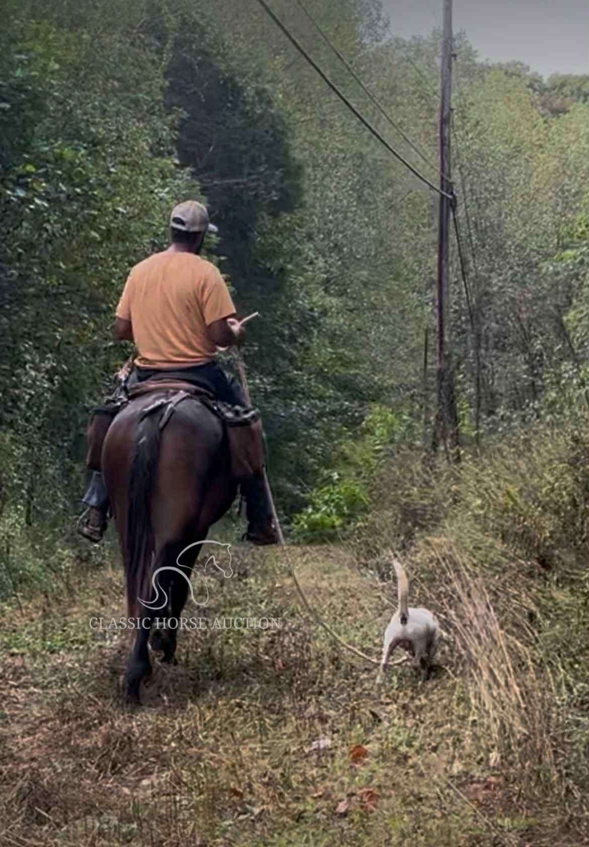 Smutty Buckskin Molly Mule