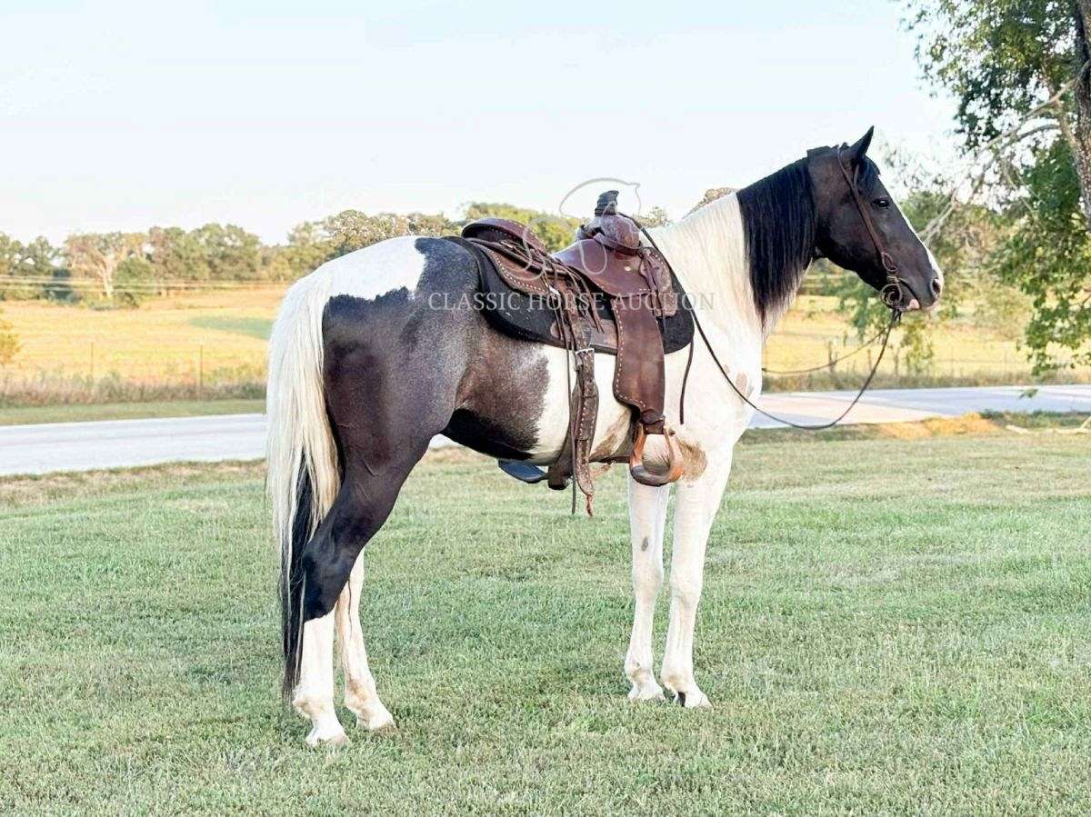 Spotted Saddle Horse