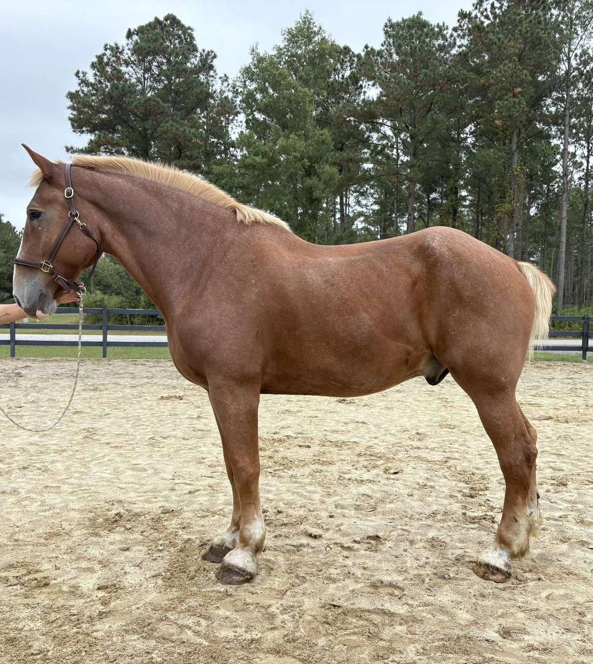 Big Belgian Gelding