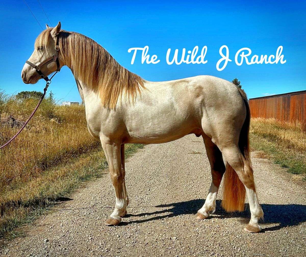 Very Special Classic Cream Champagne Sabino Gelding