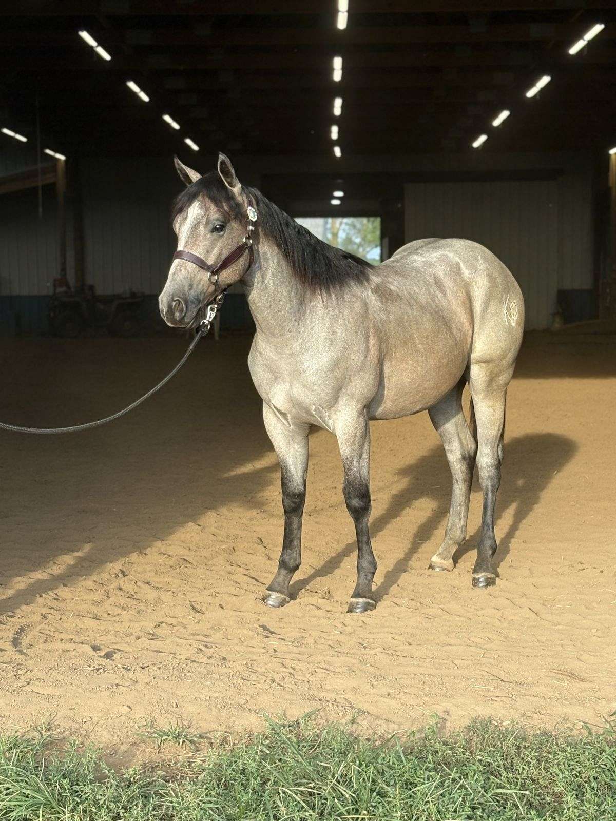 Bang for Your Buck—Gorgeous Yearling Gelding