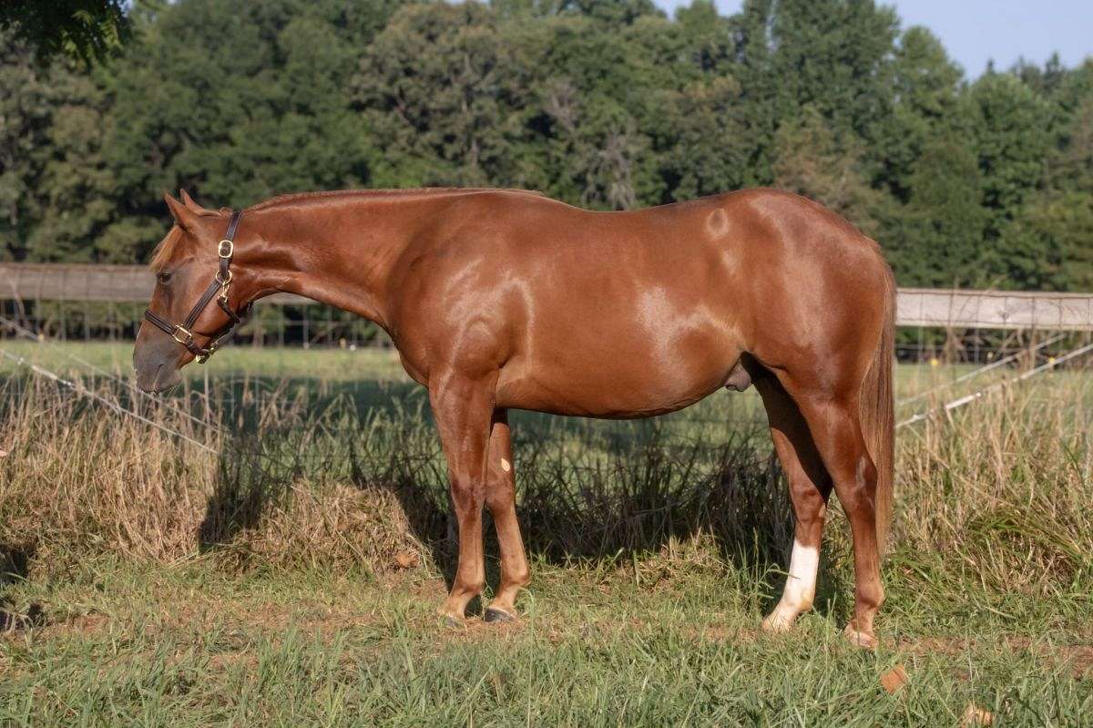 AQHA 2024 Colt
