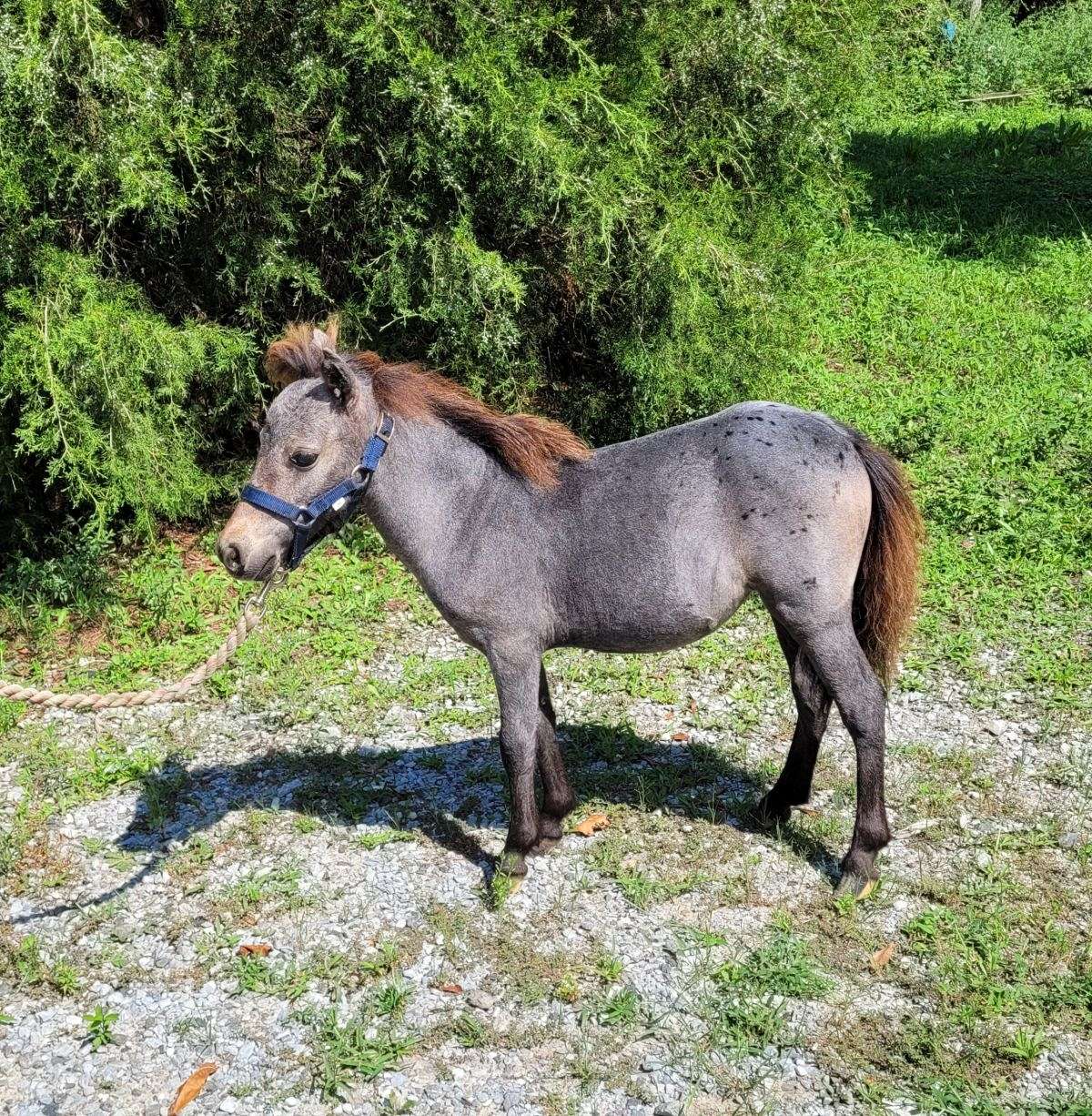 2025 Miniature Weanling Appaloosa Filly