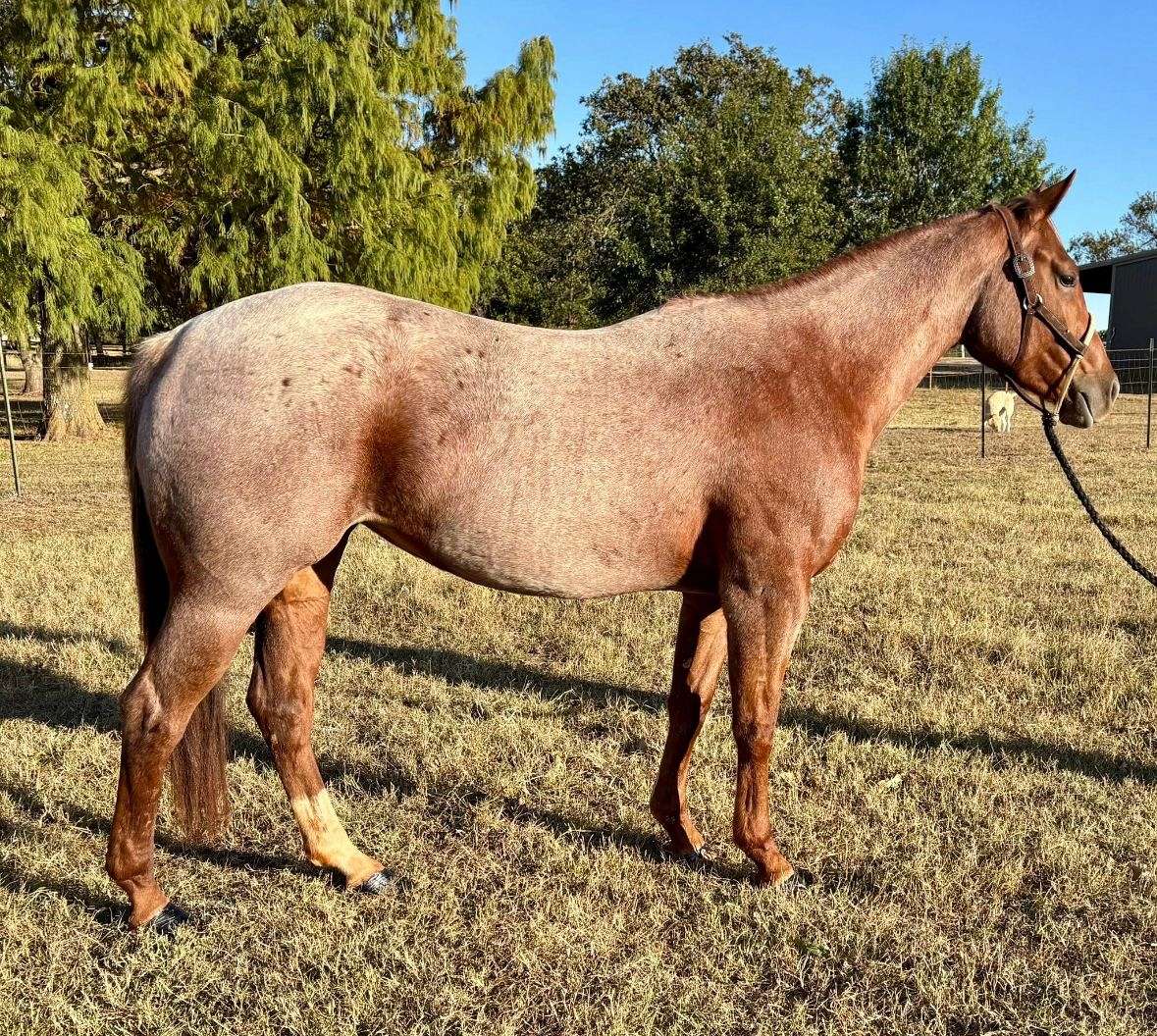 Broke 3yr Old Metallic Cat/Dash Ta Fame Mare