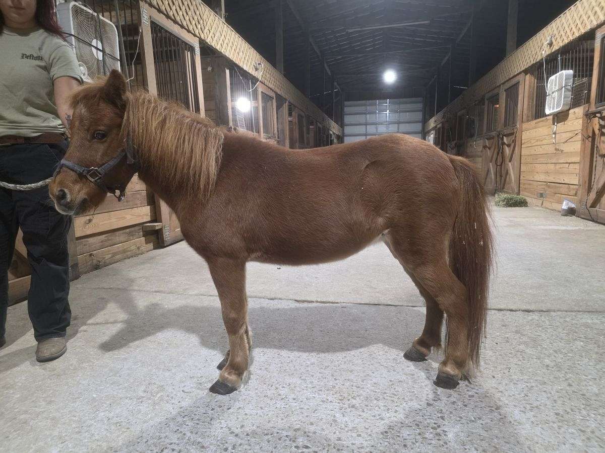AMHR Mini Pony for Sale