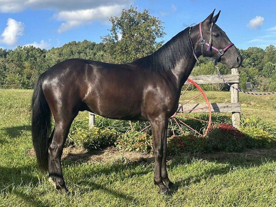 Standardbred Pony Gelding