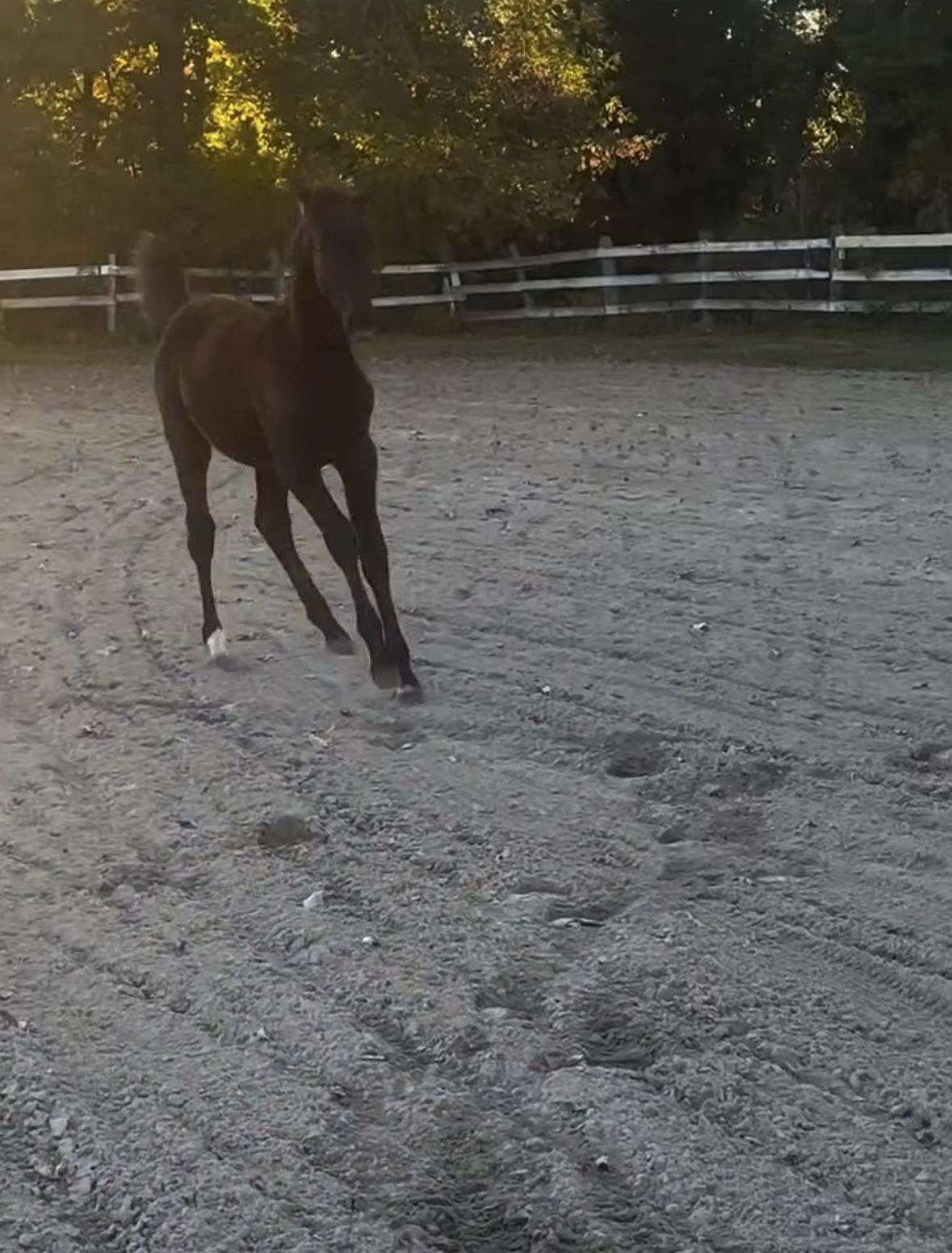 2024 Hanoverian Filly