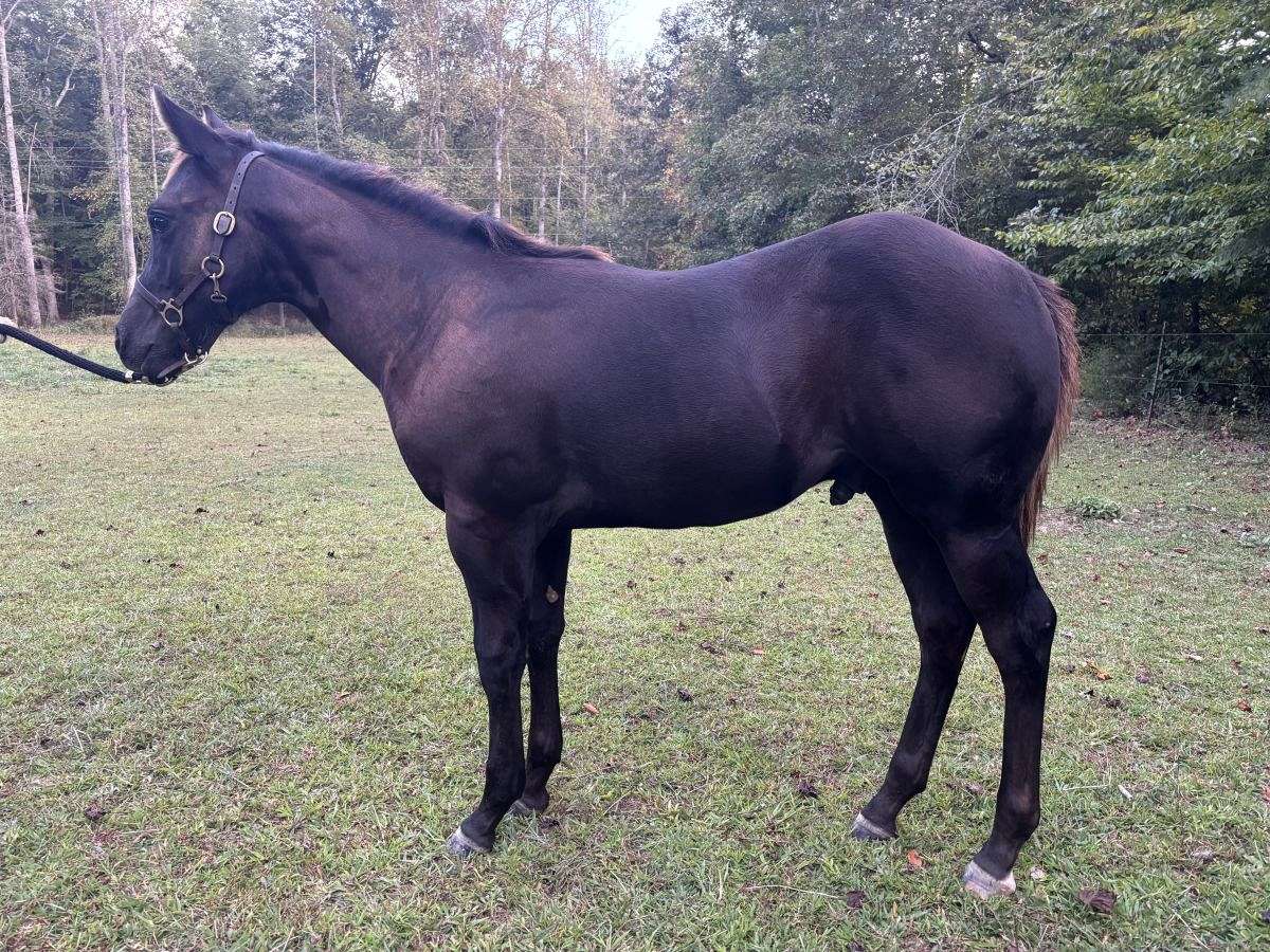 Black Cattilac 2025 AQHA Colt