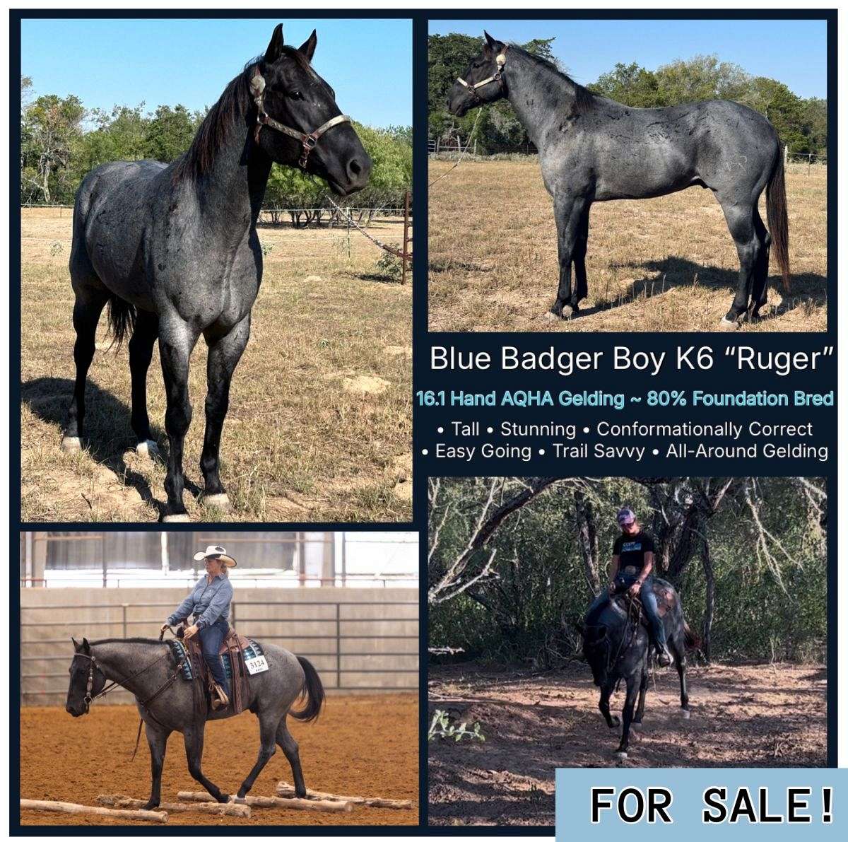 Easy Going, Stunning Blue Roan Gelding