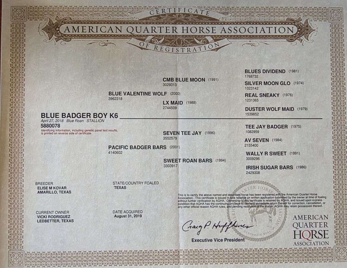 Easy Going, Stunning Blue Roan Gelding