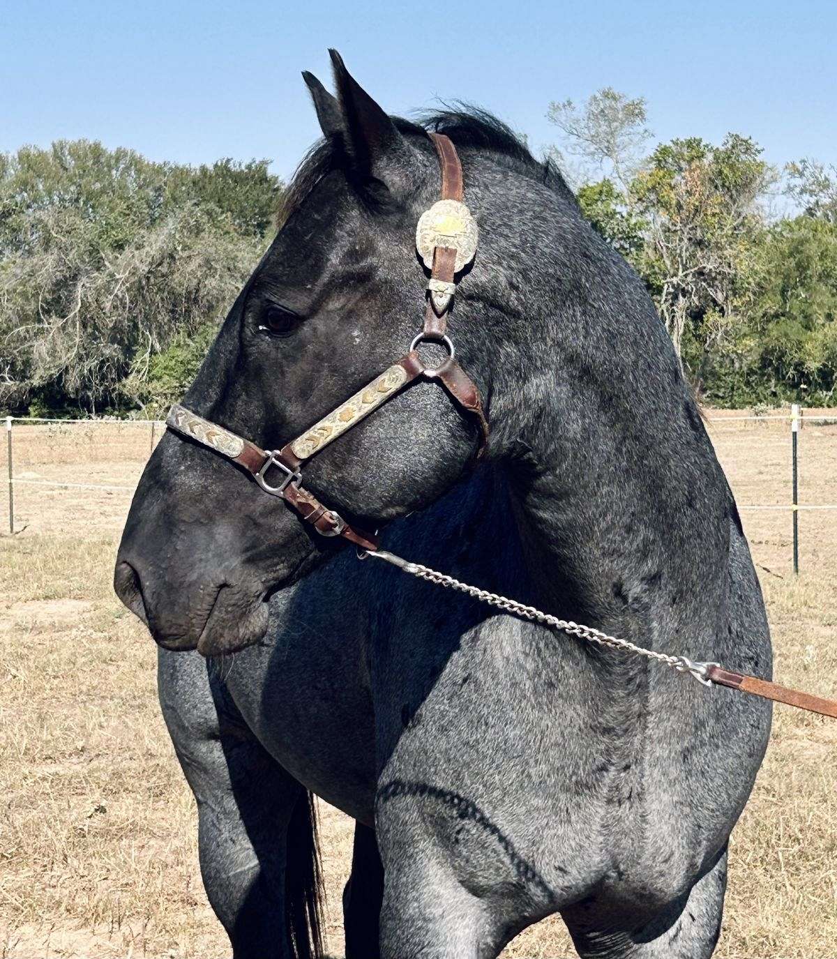 Easy Going, Stunning Blue Roan Gelding