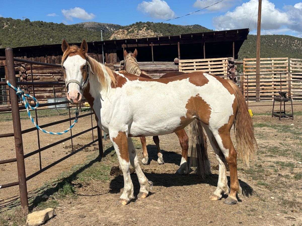 Flashy Pinto Mare/ Youth 4H Reining Ffa Prospect/Qtr Horse