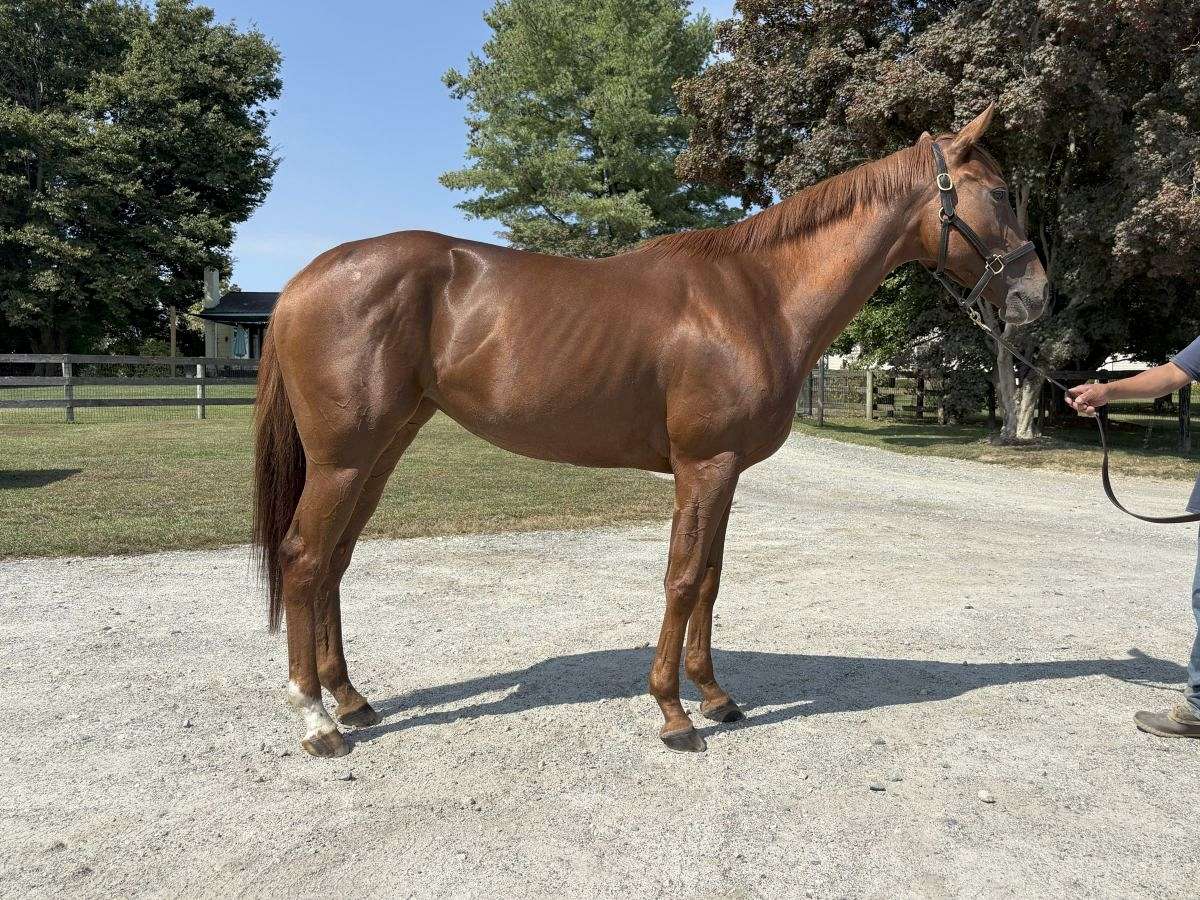 Three Year Old Racing Thoroughbred Filly