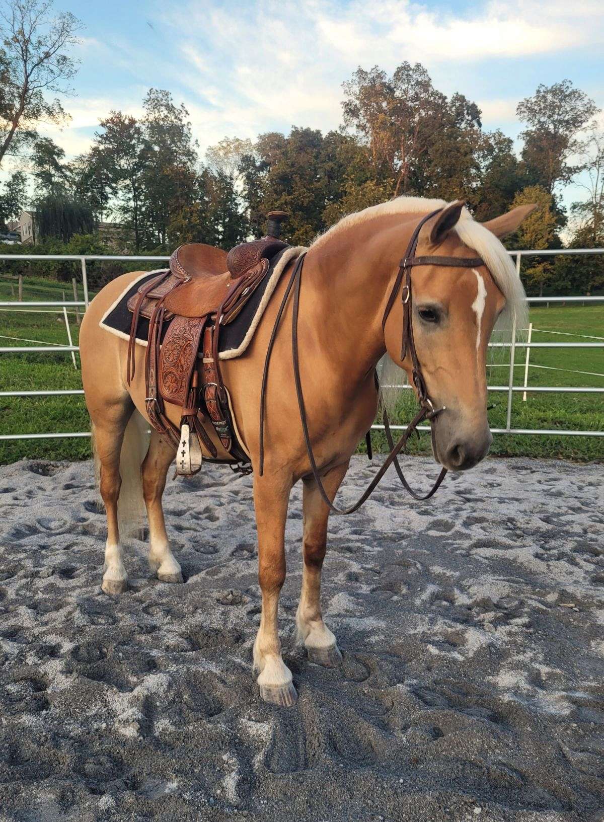 Silver Classified Registered Mare