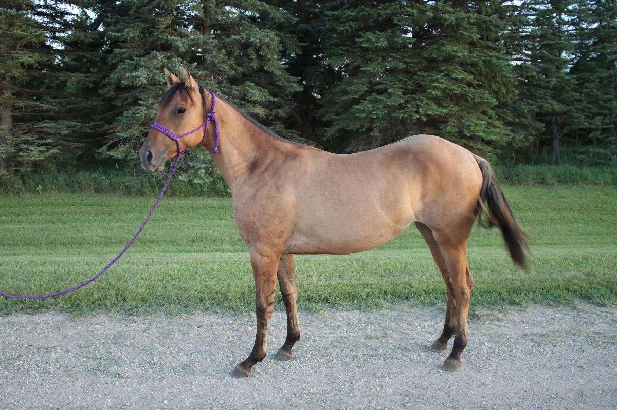 Dun Filly, Yearling, Foundation Bred.